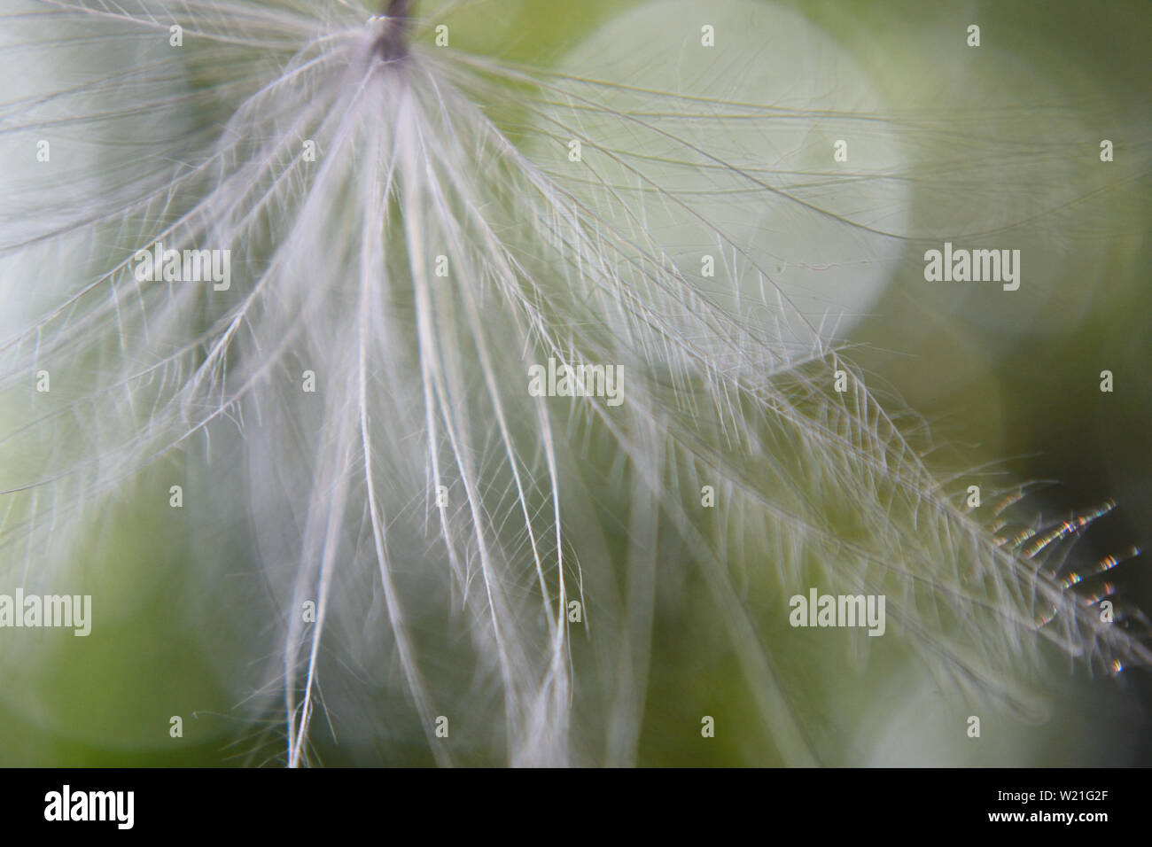 Cypsela hi-res stock photography and images - Alamy