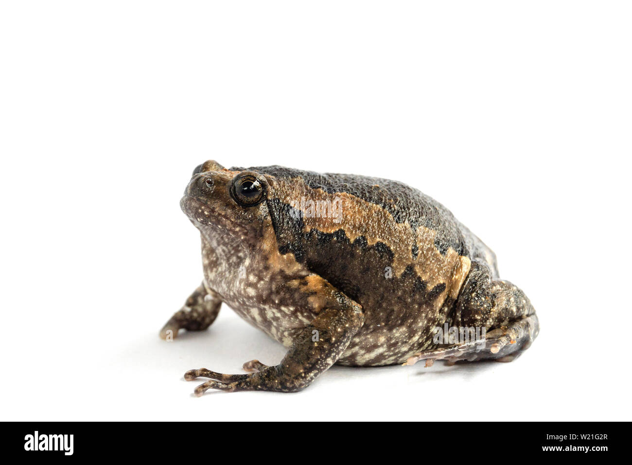 Bullfrog (Kaloula pulchra) isolated on white background Stock Photo - Alamy