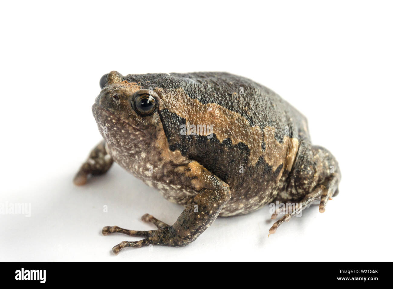 Bullfrog (Kaloula pulchra) isolated on white background Stock Photo - Alamy