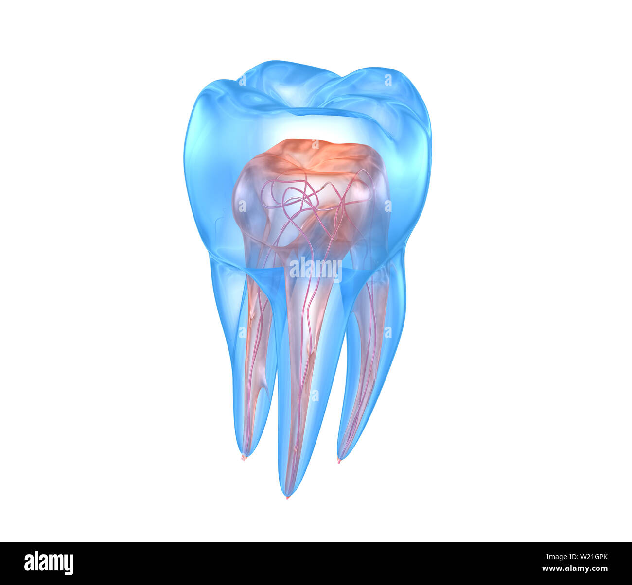 Transparent teeth. 3d renderings of endodontics inner structure over ...