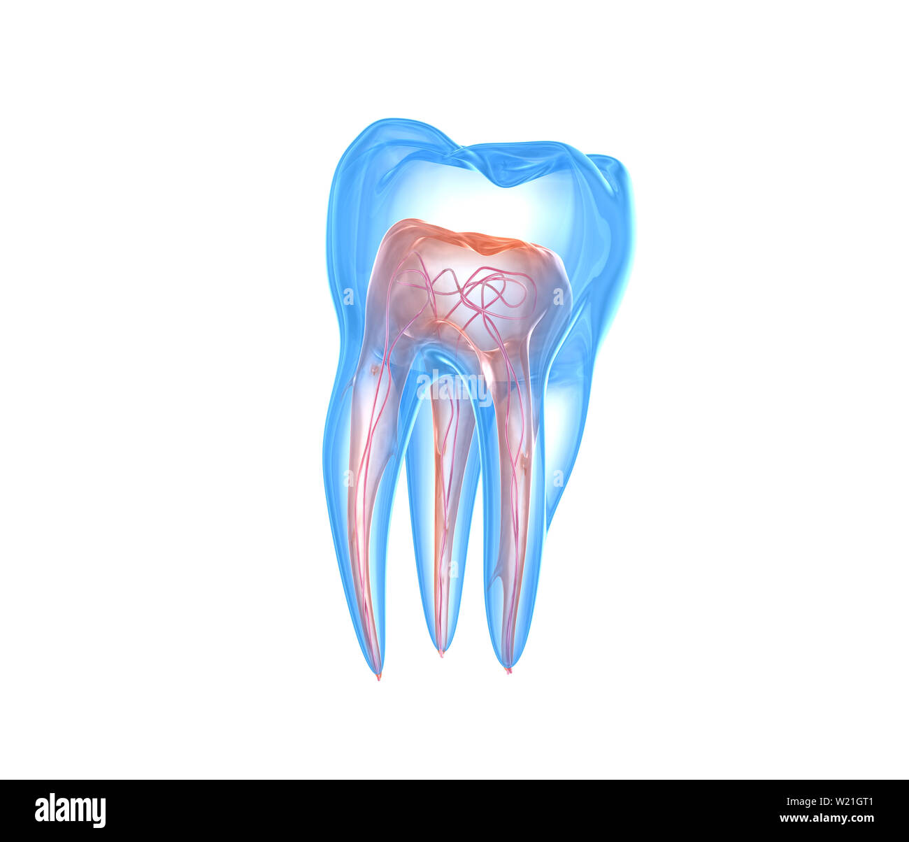 Transparent teeth. 3d renderings of endodontics inner structure over ...