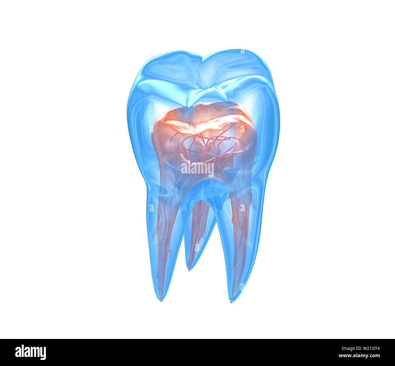 Transparent teeth. 3d renderings of endodontics inner structure over ...