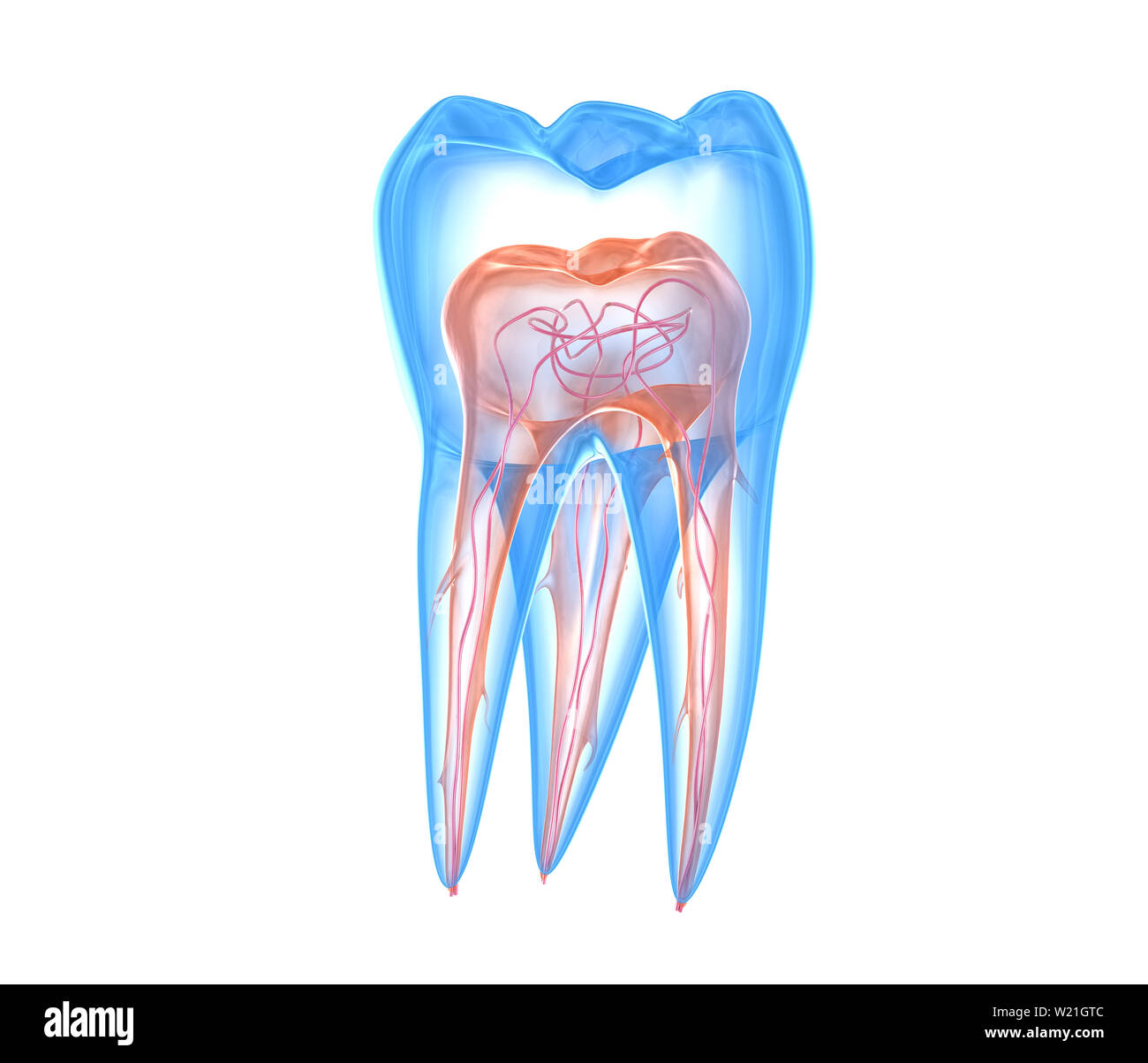 Transparent teeth. 3d renderings of endodontics inner structure over ...