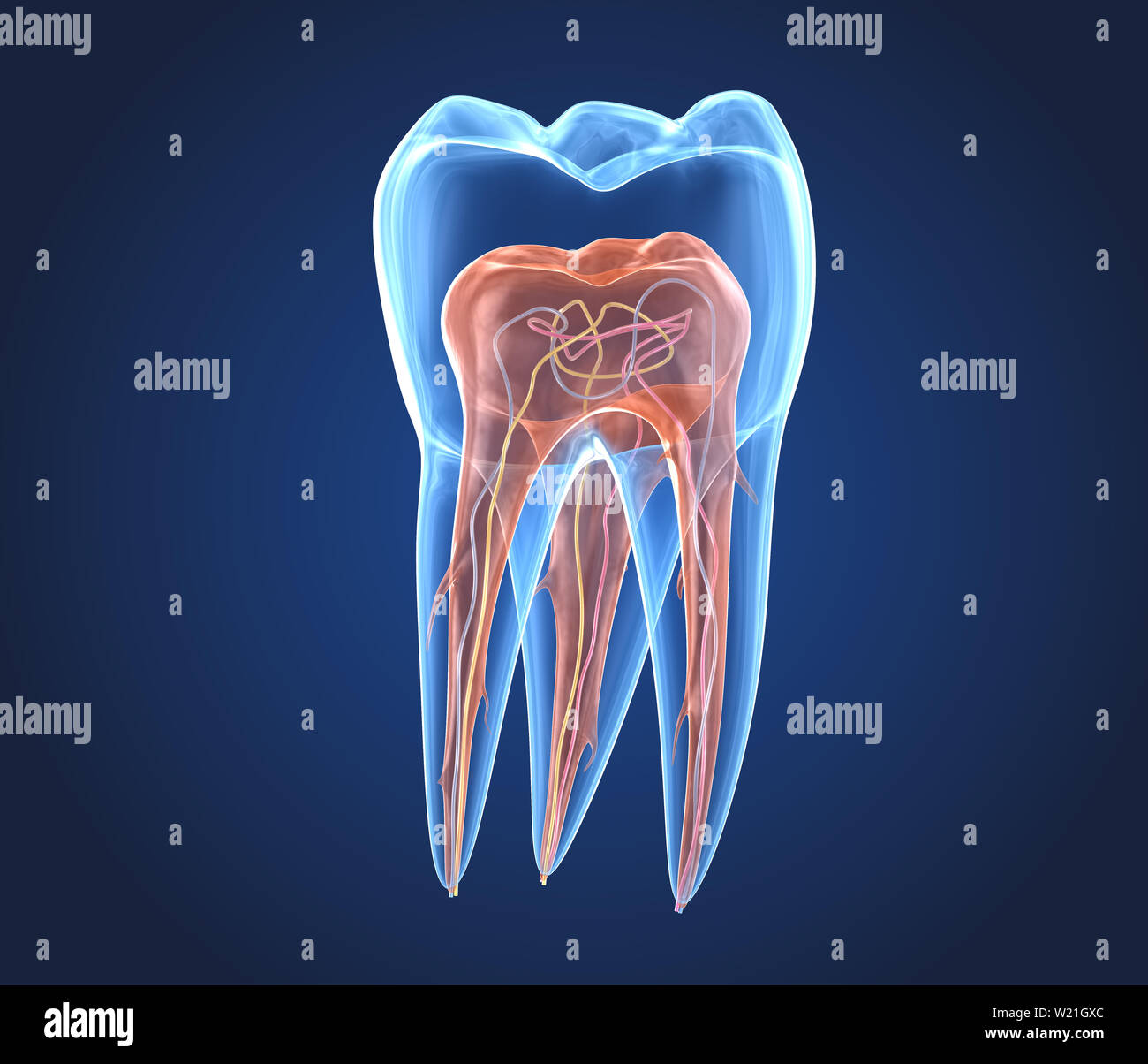 Transparent teeth. 3d renderings of endodontics inner structure Stock ...