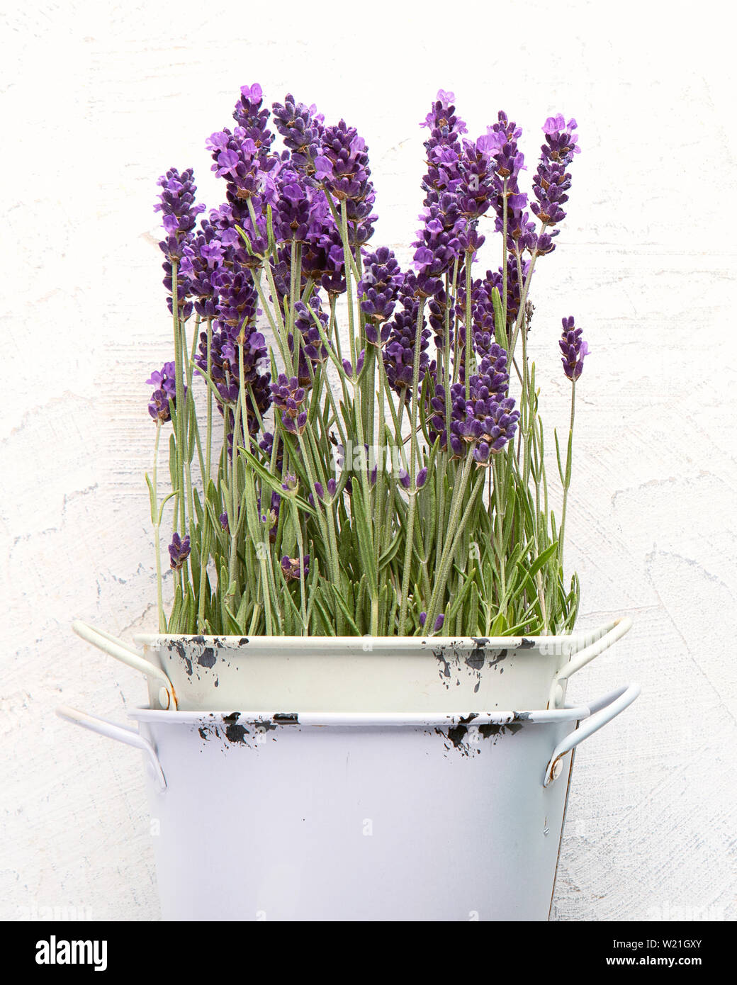 Lavender in bucket hi-res stock photography and images - Alamy