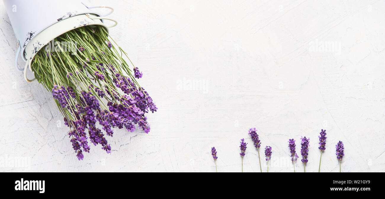 Lavender flowers, bouquet in bucket. Top view with copy space. Panorama ...