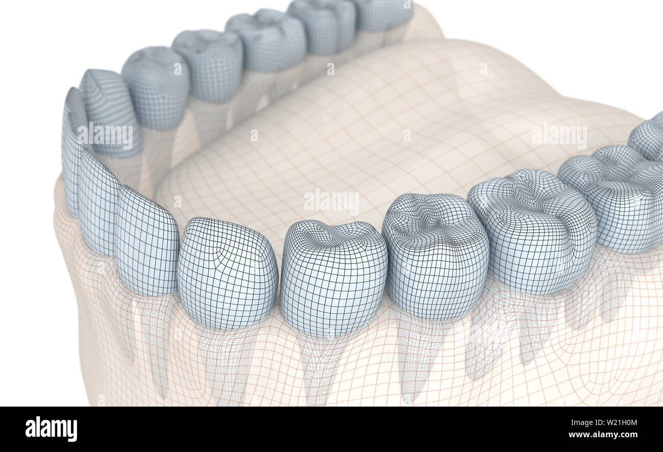 Mouth gum and teeth. Wire 3d model illustration on white Stock Photo ...