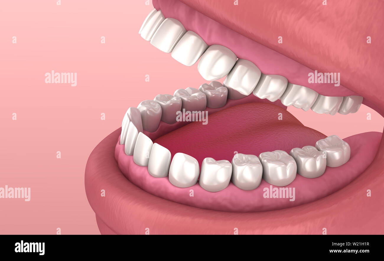 Mouth gum and teeth. Medically accurate tooth 3D illustration Stock ...