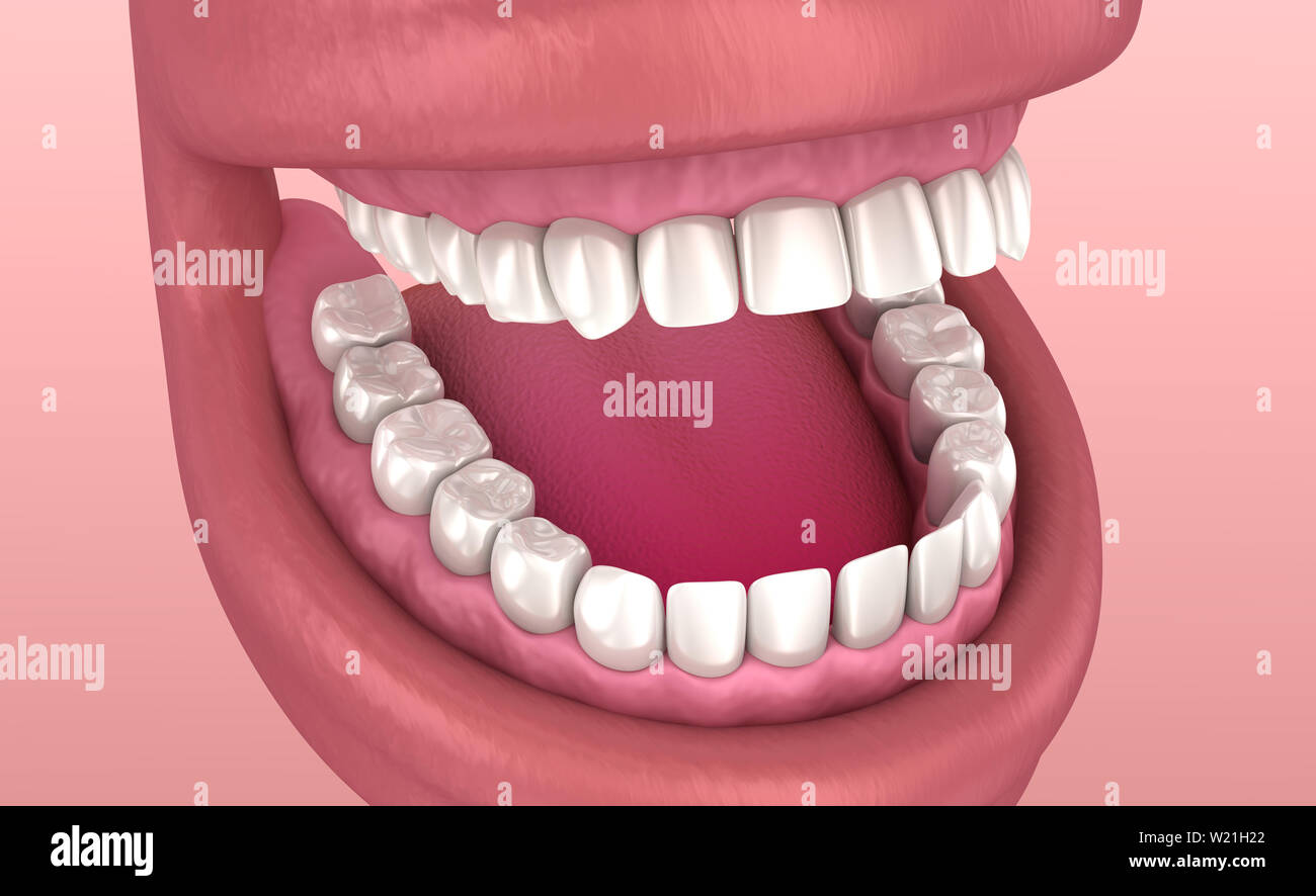 Mouth gum and teeth. Medically accurate tooth 3D illustration Stock ...