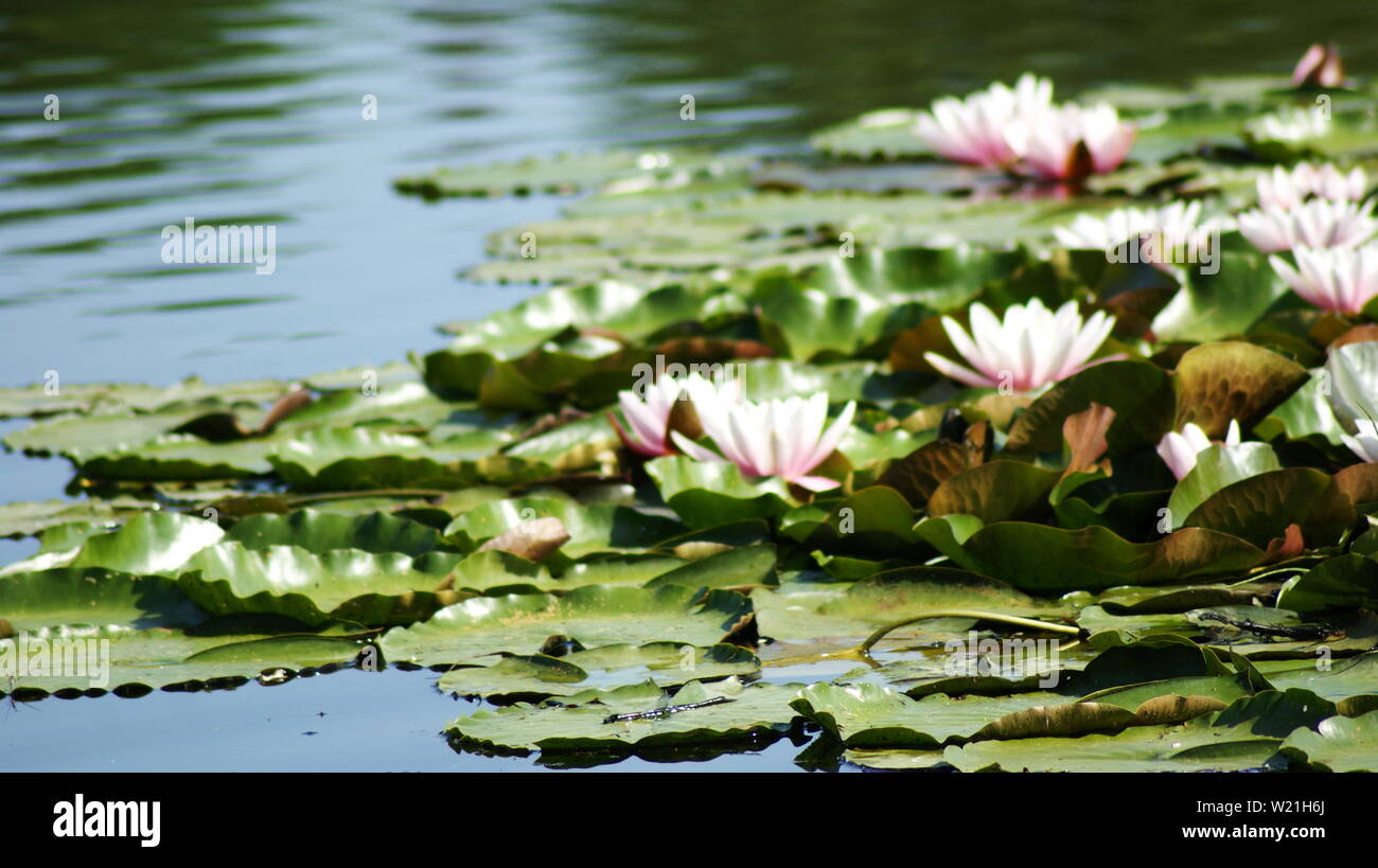 Beautiful water lilies on lake hi-res stock photography and images - Alamy