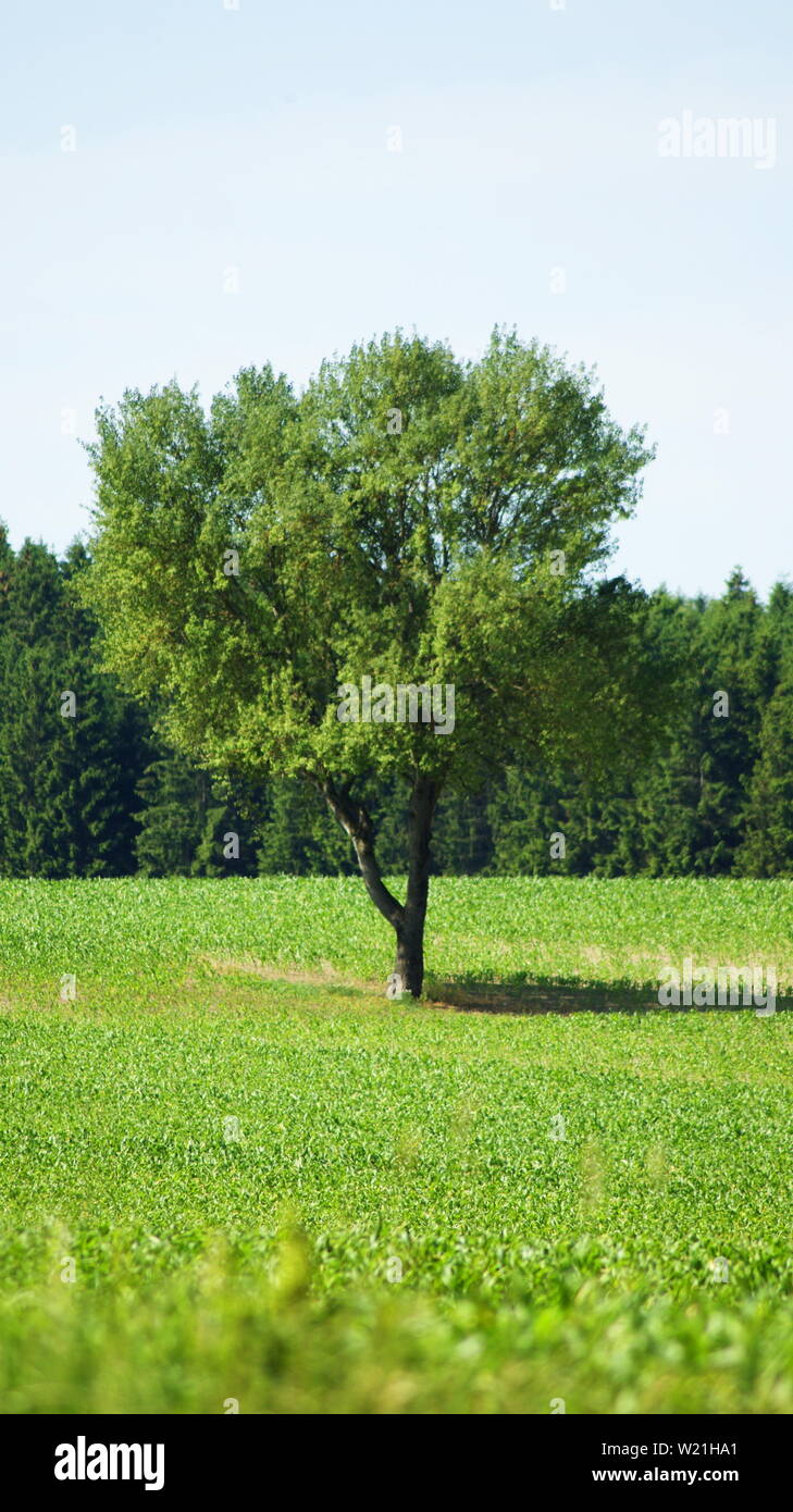 Lonely tree in the field Stock Photo - Alamy