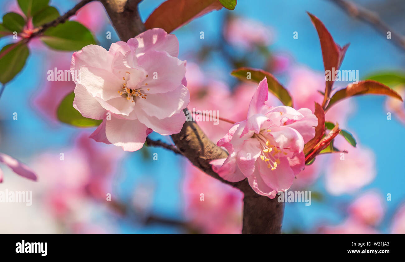 Peach color sky hi-res stock photography and images - Alamy