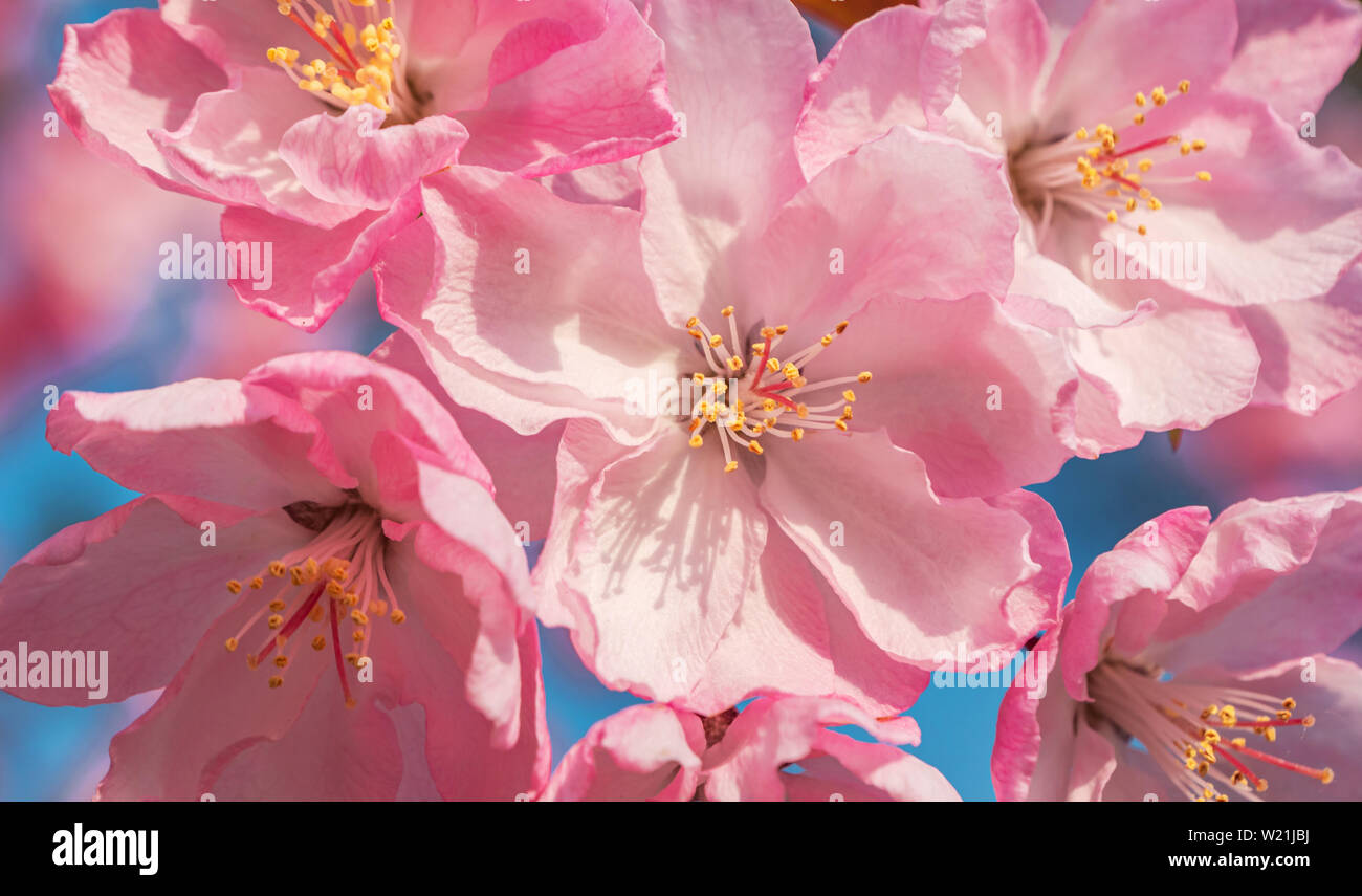 Peach color sky hi-res stock photography and images - Alamy