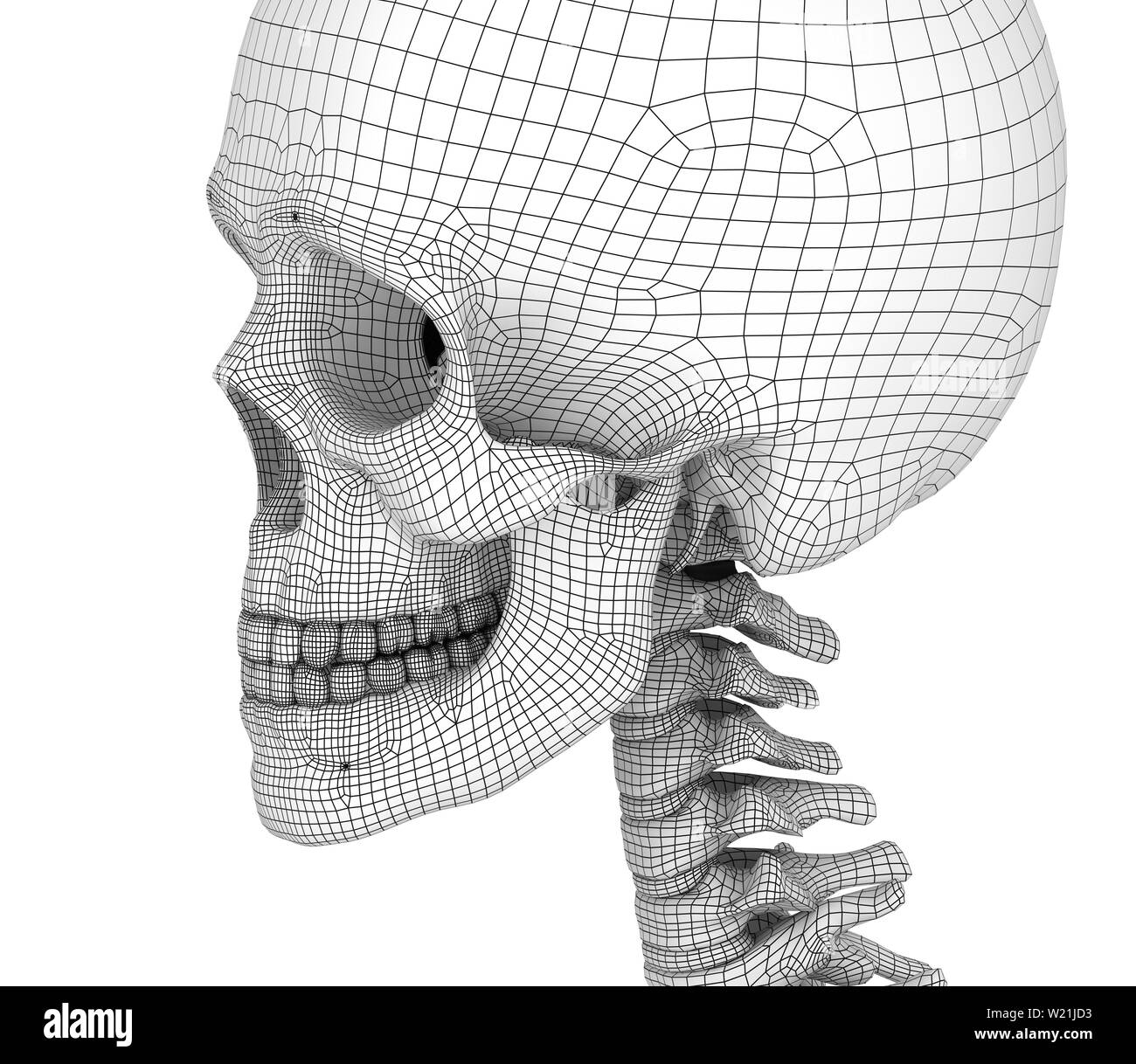 Human skull skeleton, isolated. Medically accurate 3d illustration ...
