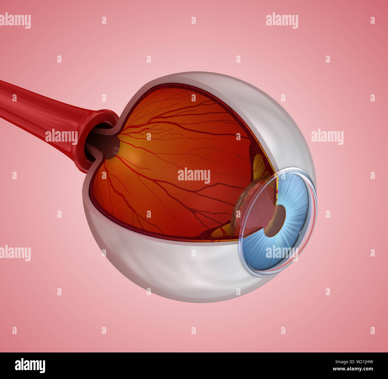 Eye anatomy - inner structure, 3D illustration Stock Photo - Alamy
