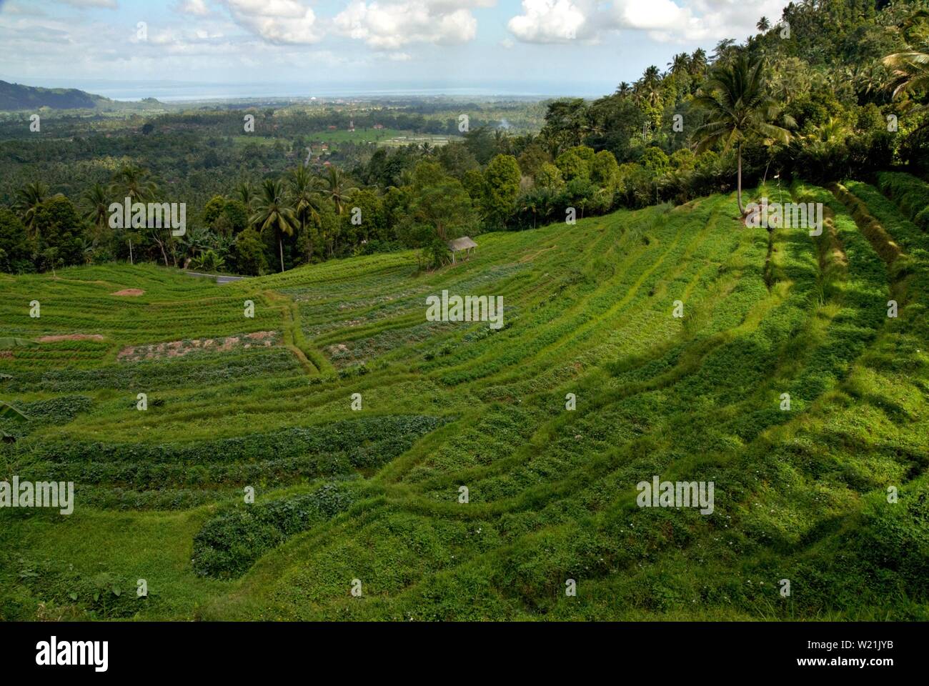 Terrace plantation hi-res stock photography and images - Alamy
