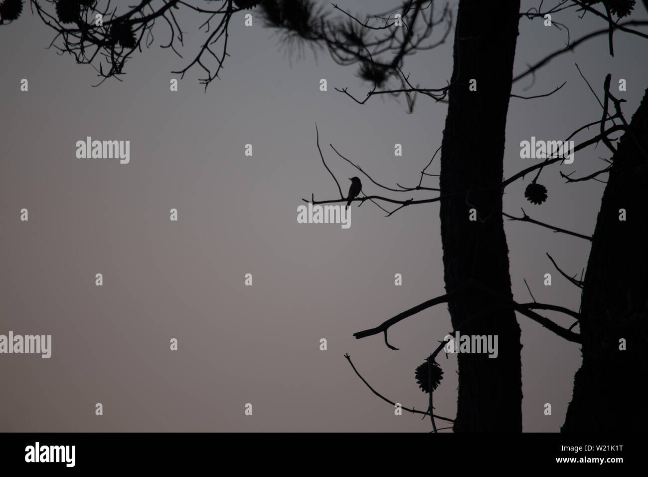 Bird at dusk hi-res stock photography and images - Alamy