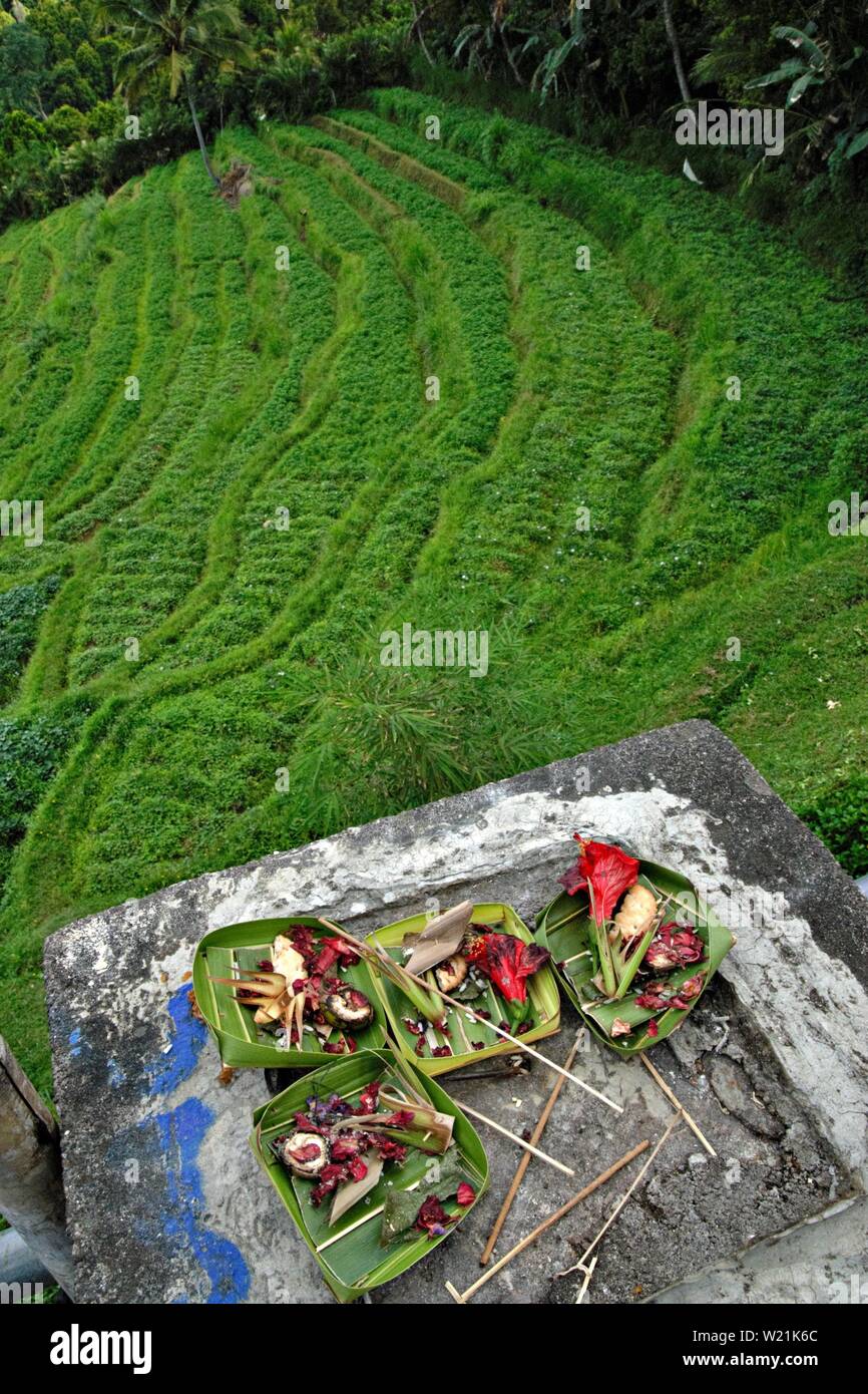 A Balinese traditional offering on side of a terrace plantation Stock ...