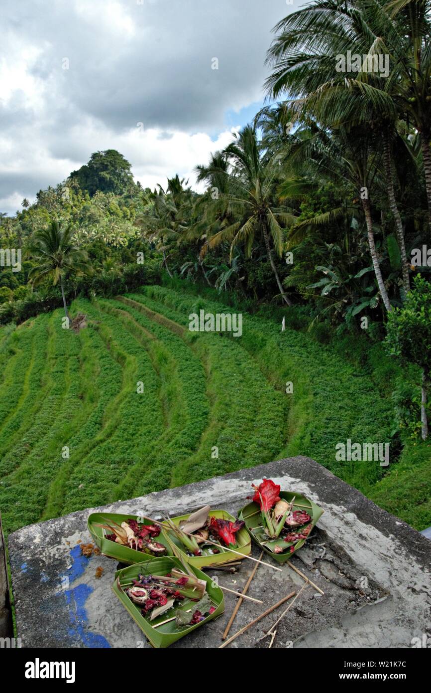 A Balinese traditional offering on side of a terrace plantation Stock ...