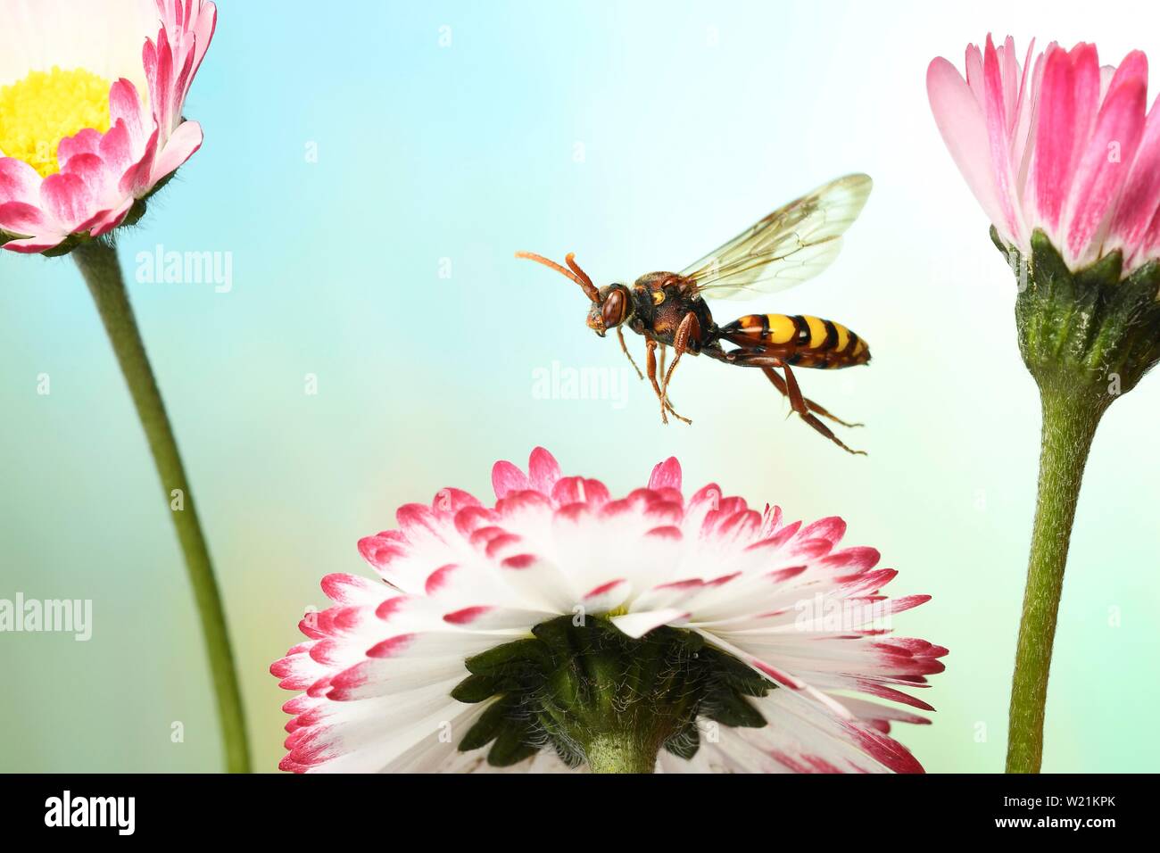 Lathbury's Nomad (Nomada lathburiana) in flight on the flower of Common ...