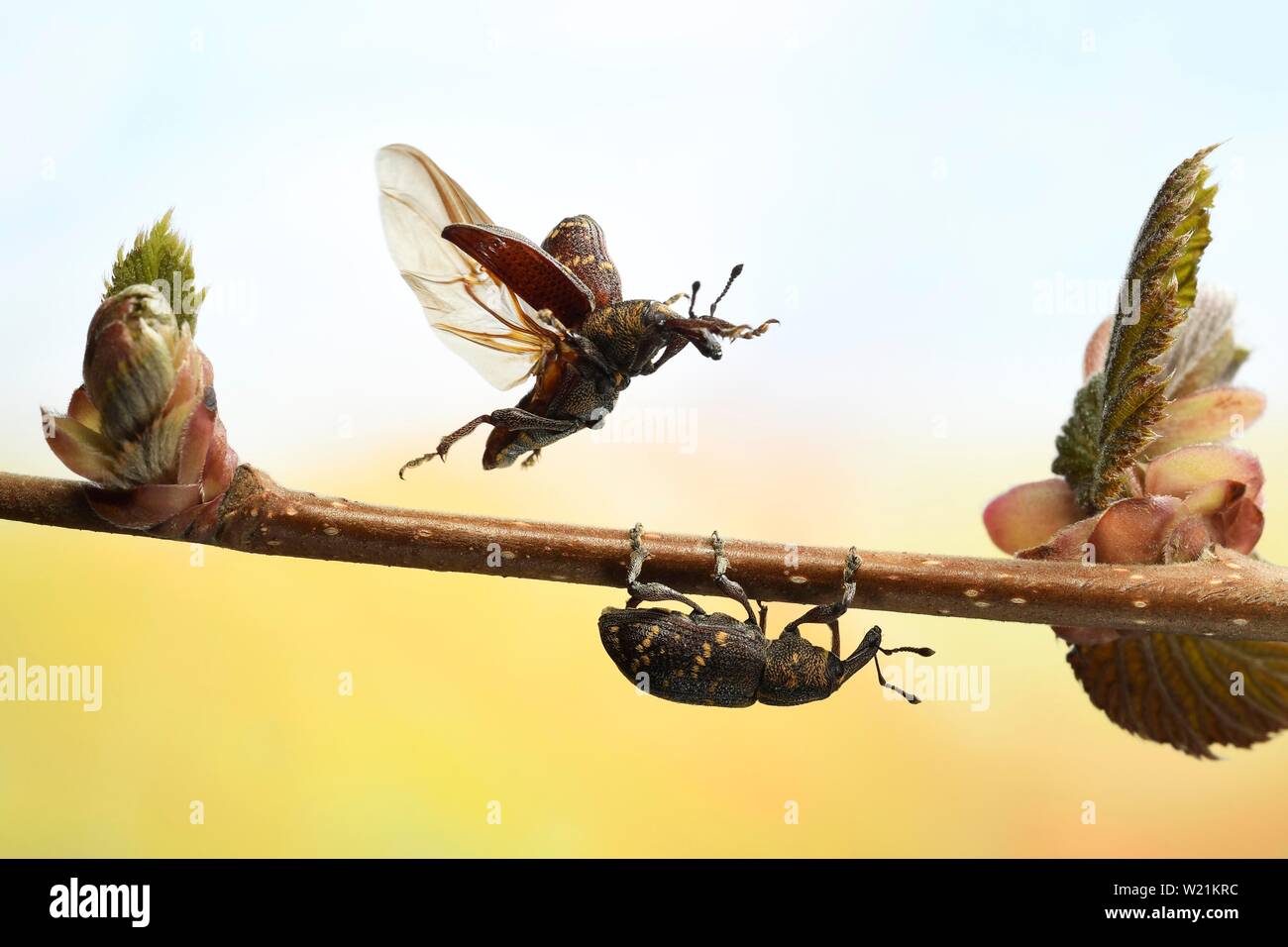 Large pine weevil (Hylobius abietis) in flight on the shoots of a ...