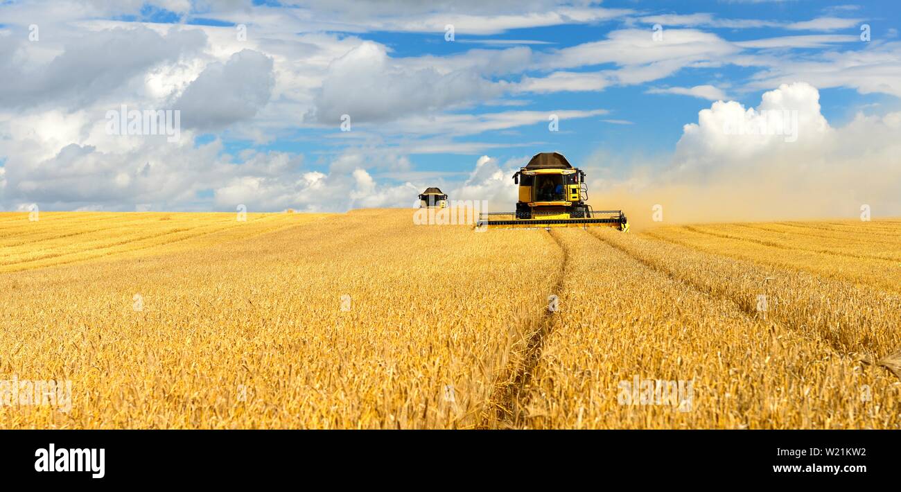 Two combine harvesters in the cornfield harvesting barley, field under blue sky with cumulus ...