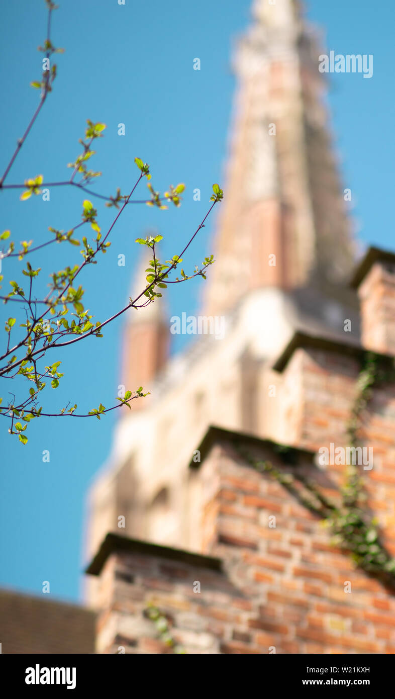 The foliage on the tree blossoms against the background of the Spire of ...