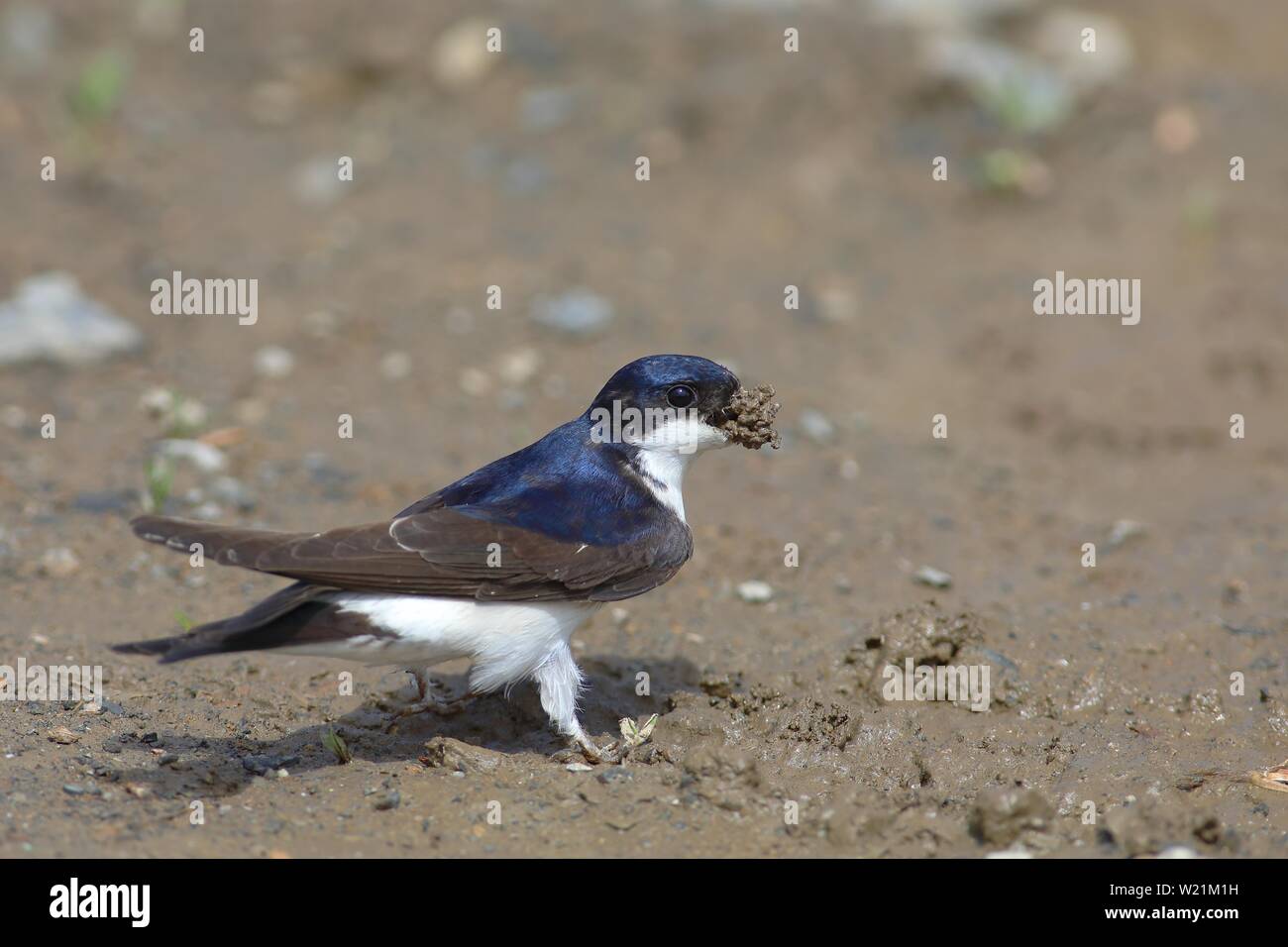 Collecting clay for nest building hi-res stock photography and images ...