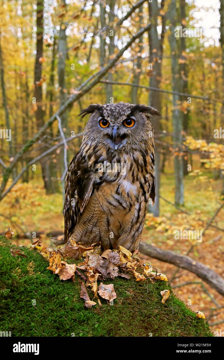 Eurasian eagle-owl (Bubo bubo) in deciduous forest, adult, calling, Slovakia Stock Photo - Alamy