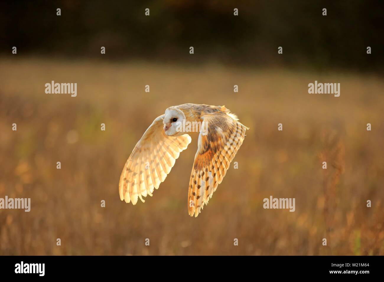 Common barn owl (Tyto alba), adult, flying, Slovakia Stock Photo - Alamy