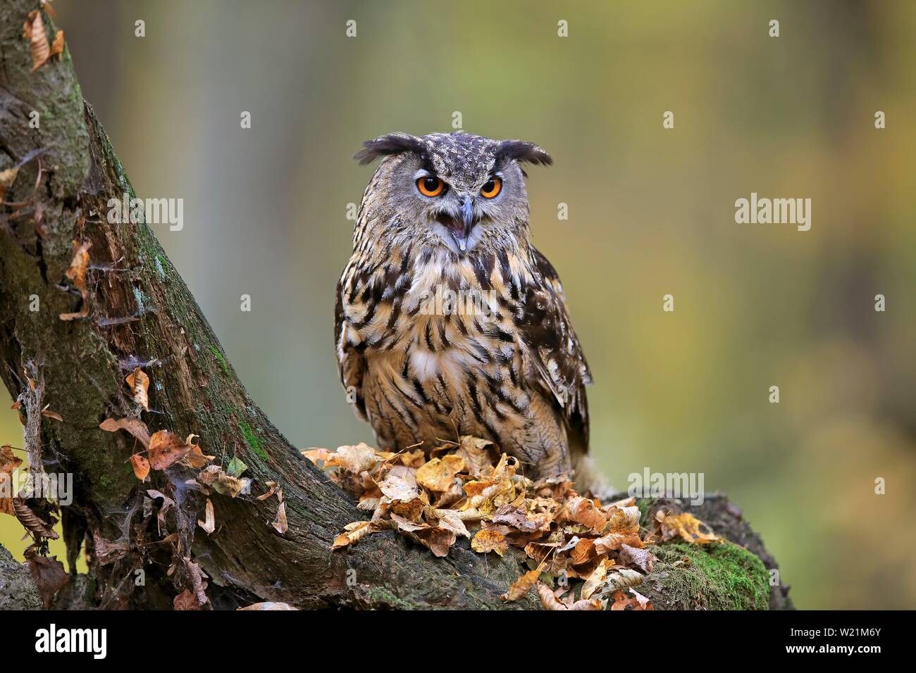 European eurasian eagle owl bubo bubo on perch hi-res stock photography ...