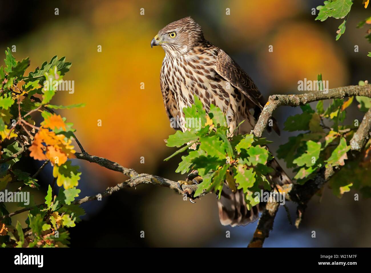 Steppe buzzard in tree hi-res stock photography and images - Alamy