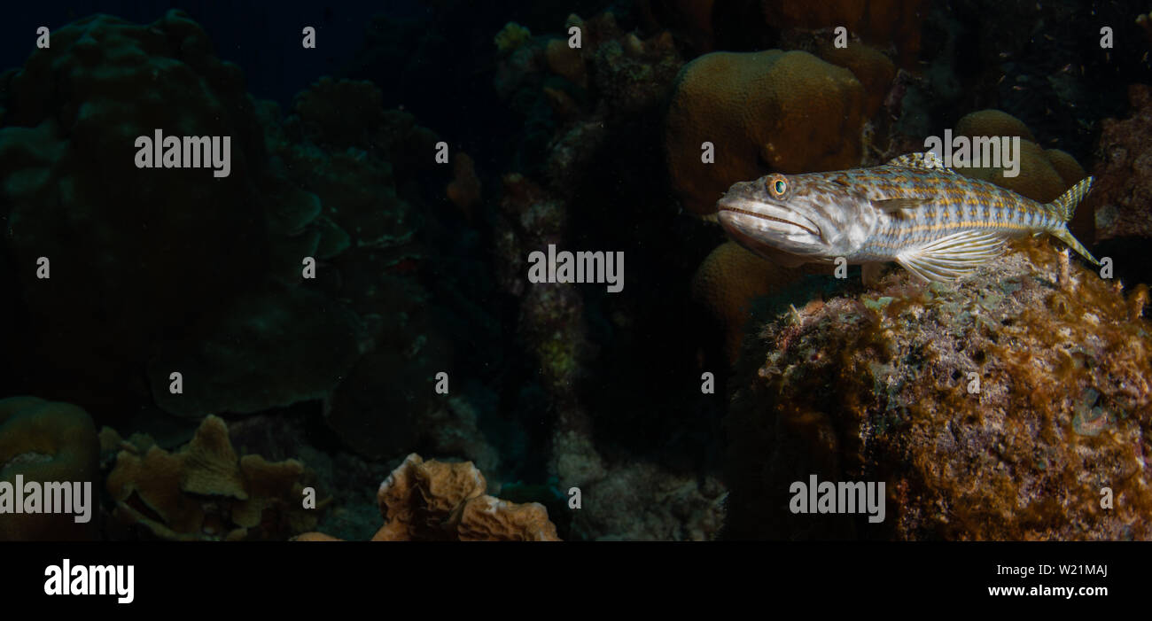 Lizardfishes hi-res stock photography and images - Alamy