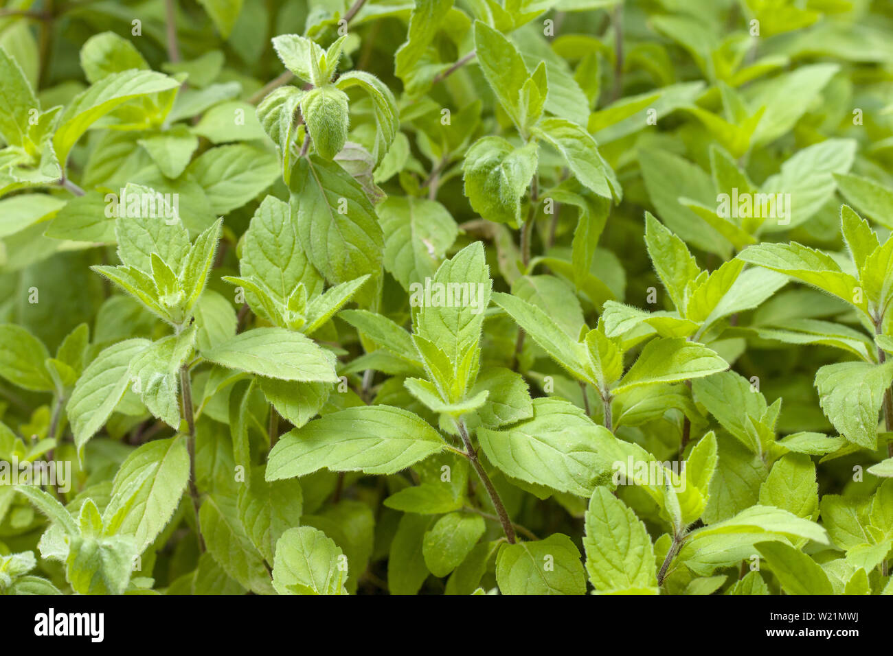 Plant mint grows in nature. Spearmint herb. Summer season peppermint ...