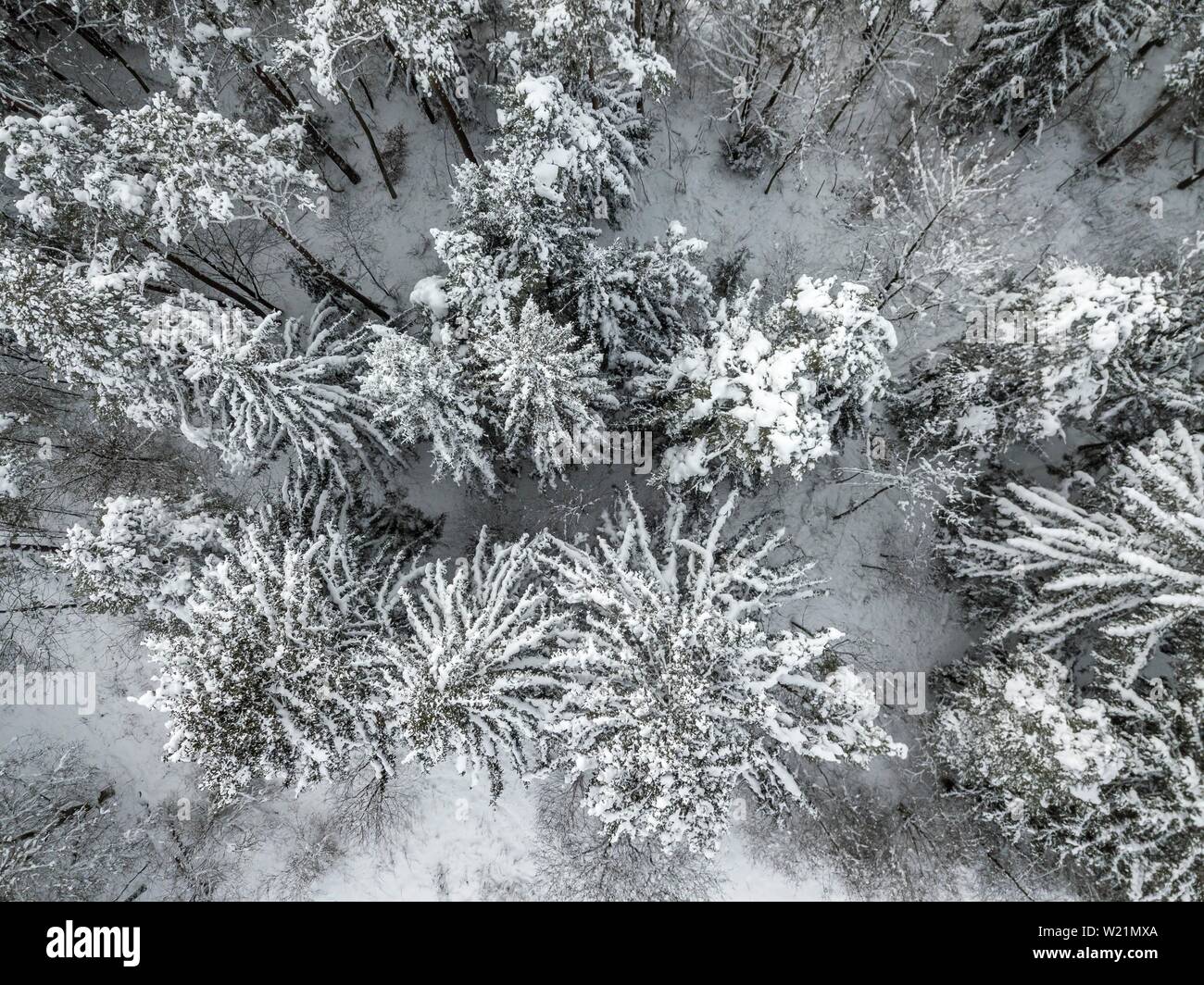 Forest bird's eye view hi-res stock photography and images - Alamy
