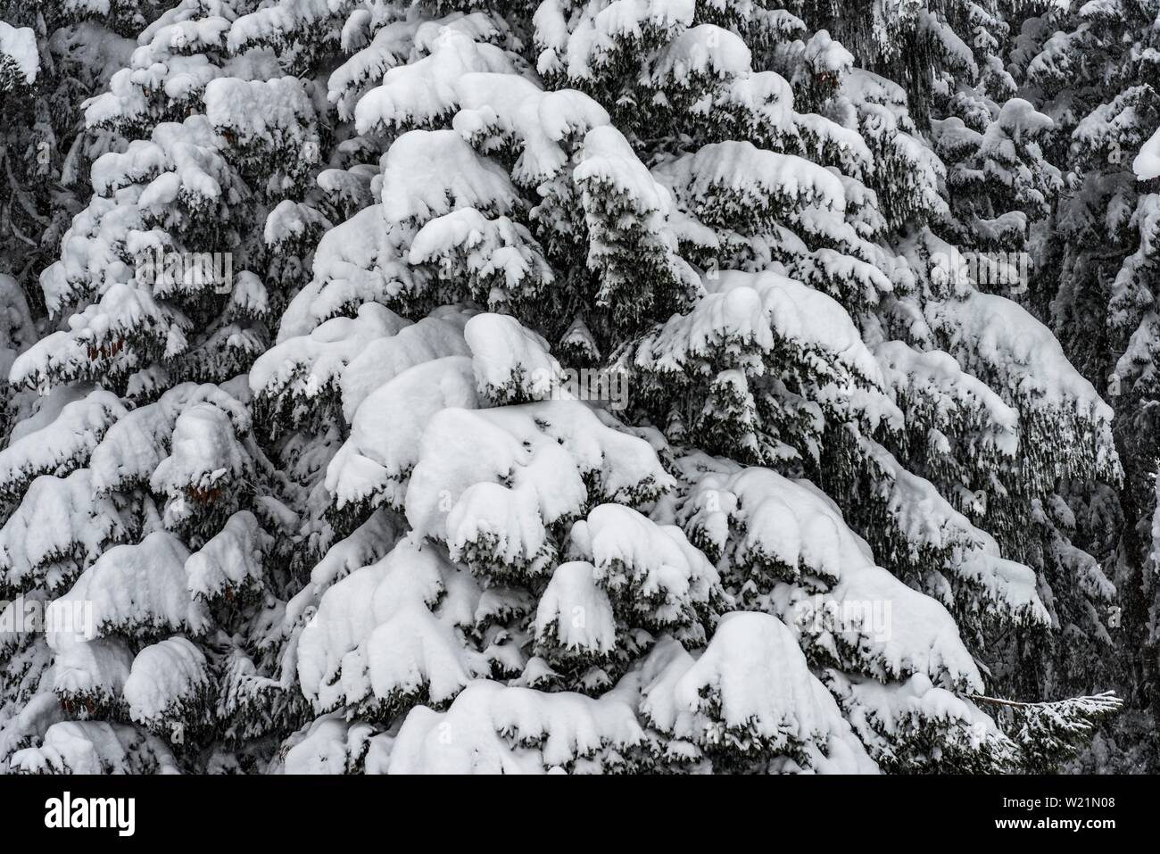 Snow-covered Spruce (Picea) in winter, Brixen im Thale, Tyrol, Austria ...