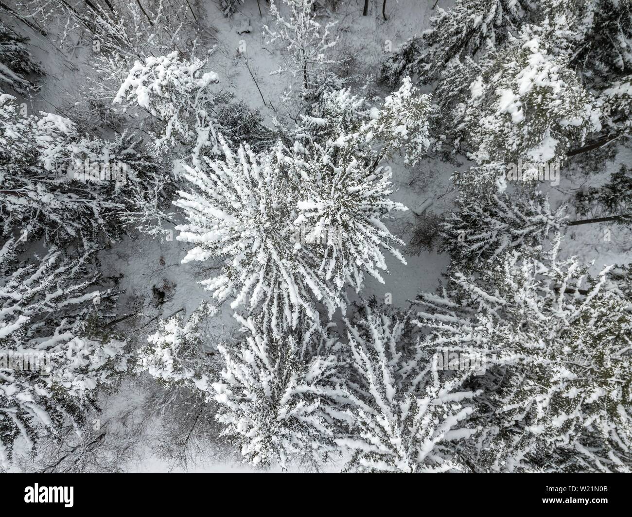 Forest bird's eye view hi-res stock photography and images - Alamy