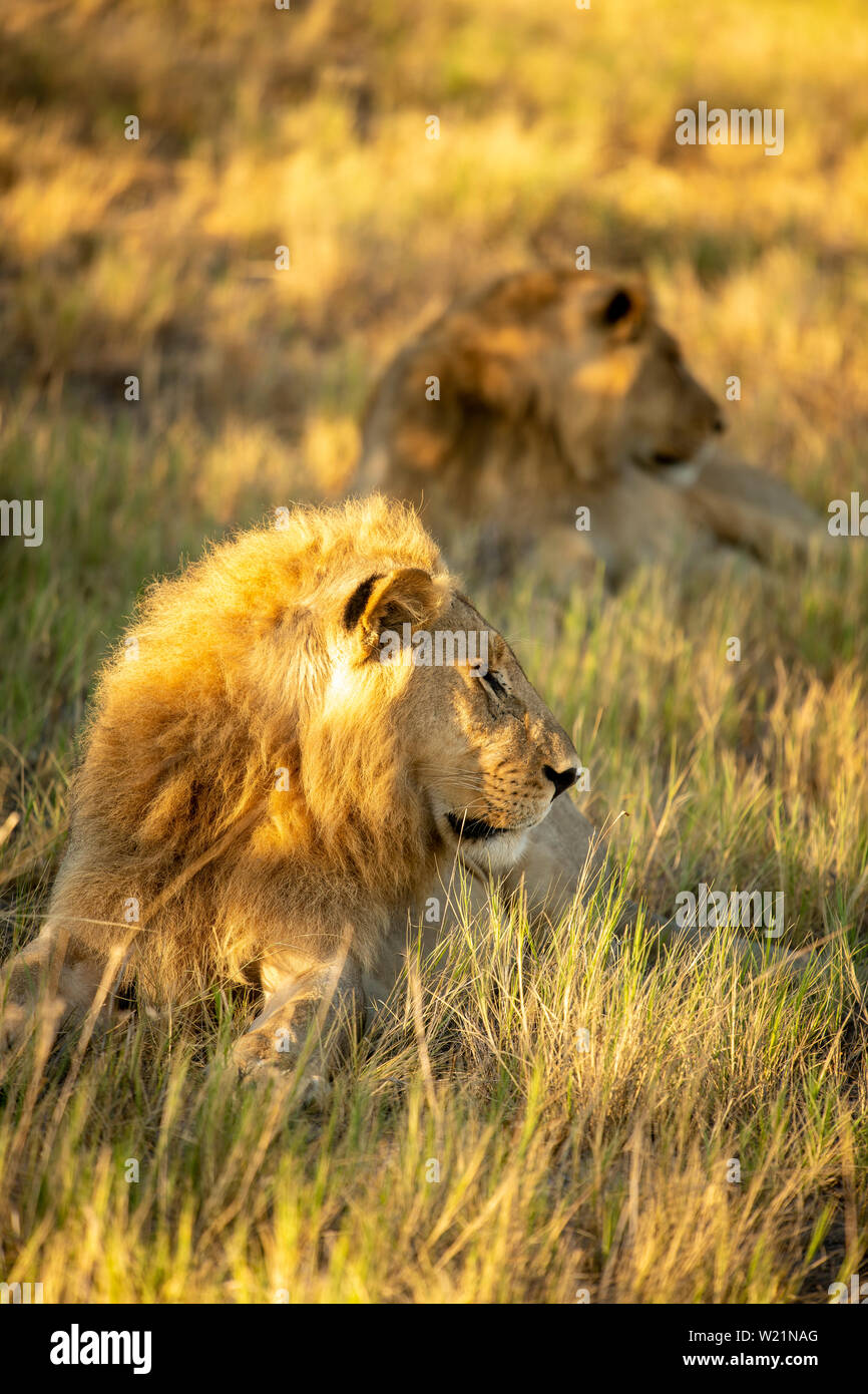 Two Maned lions lying in grass in Mombo, Okavango Delta, Botswana Stock ...