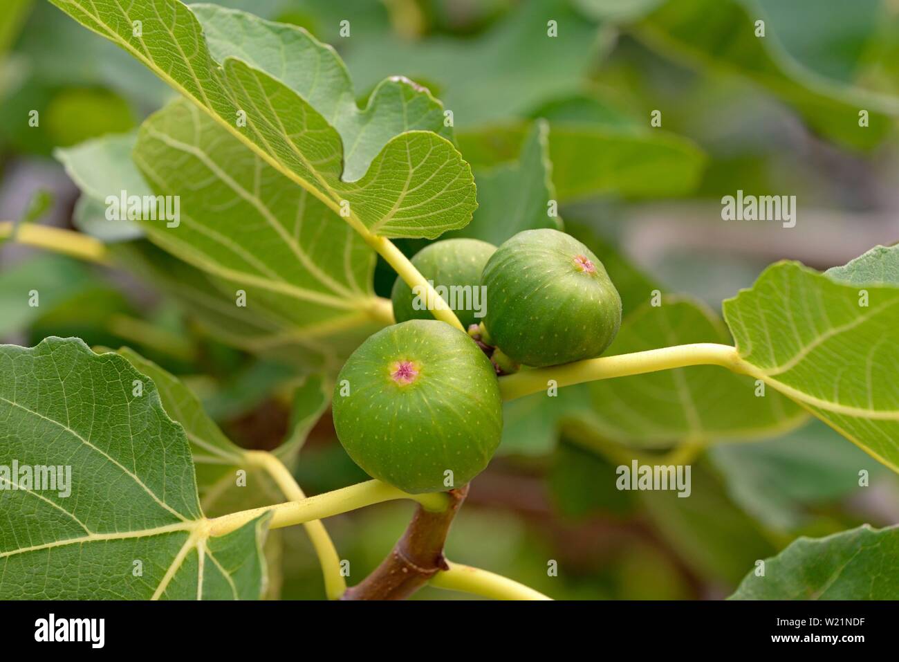Ficus tree (Ficus), branch with unripe fig fruits, North Rhine ...