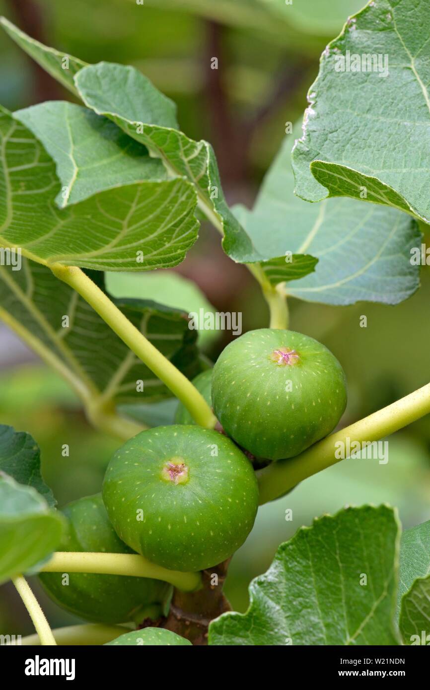 Ficus tree (Ficus), branch with unripe fig fruits, North Rhine ...