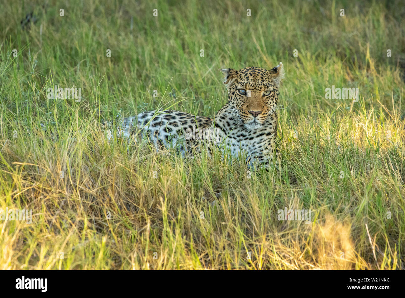 Female african leopard called Maru, one of the two cubs of Legadima ...