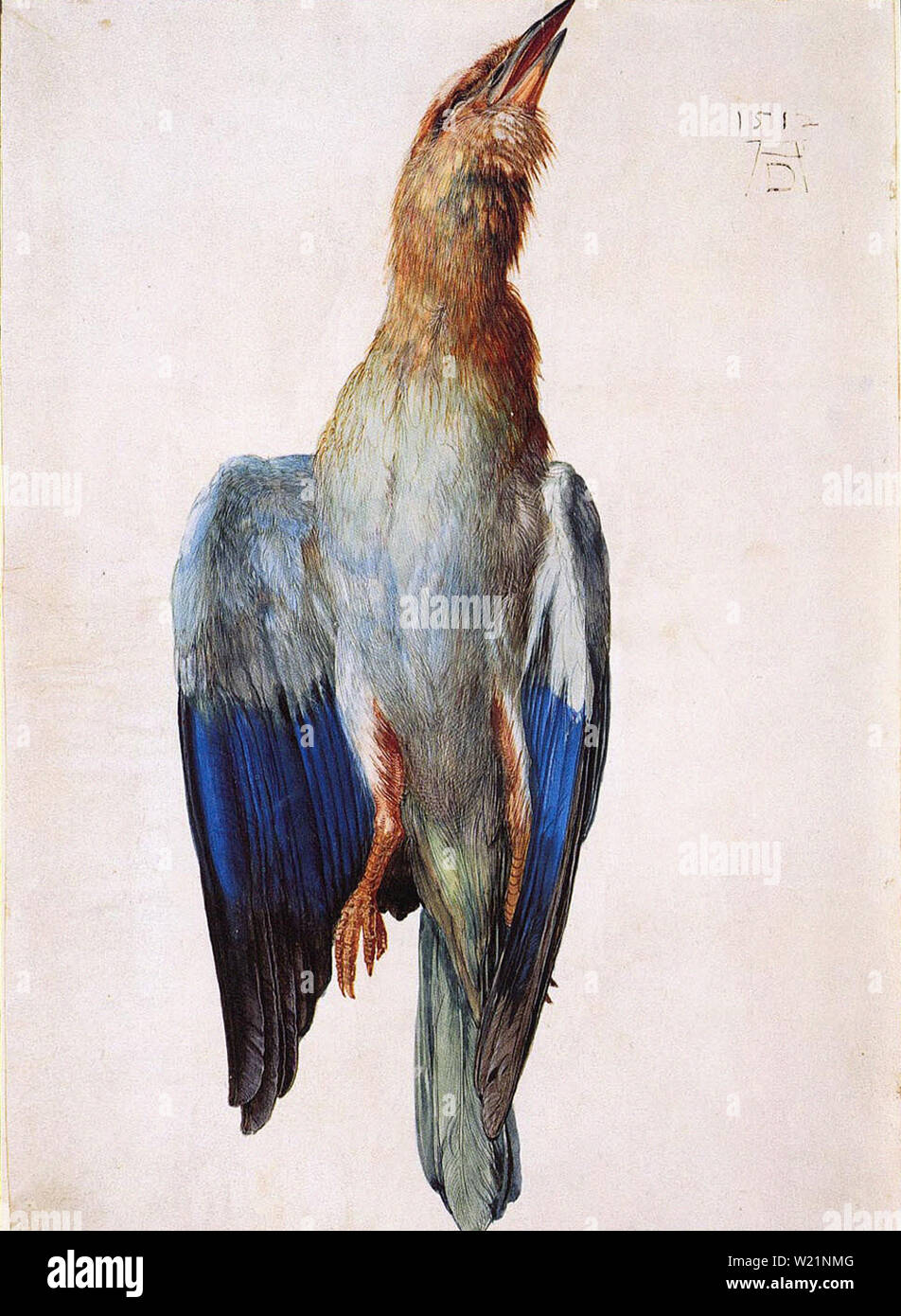 Albrecht Dürer - Dead Bluebird 1512 Stock Photo - Alamy