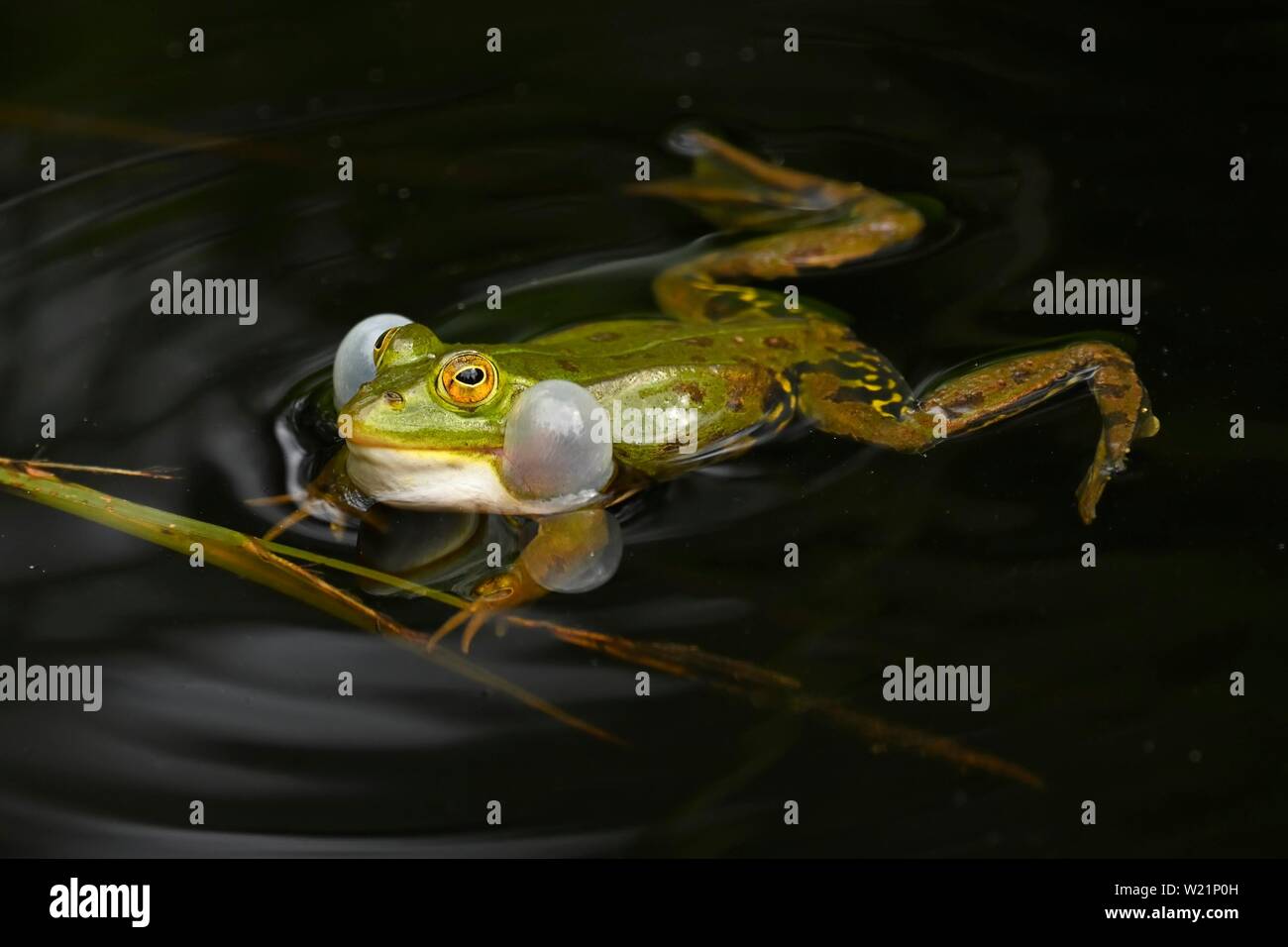 Water frog (rana esculenta), with sound bubbles floats in the water ...
