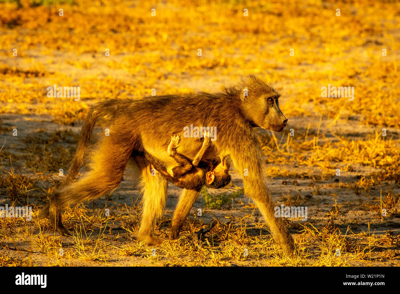 Female baboon walking with baby hanging onto tummy hi-res stock ...