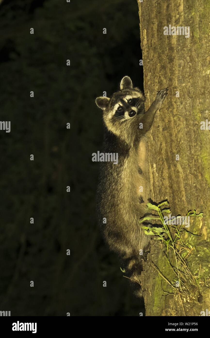 Raccoon (Procyon lotor), female climbs on tree trunk, Hesse, Germany ...
