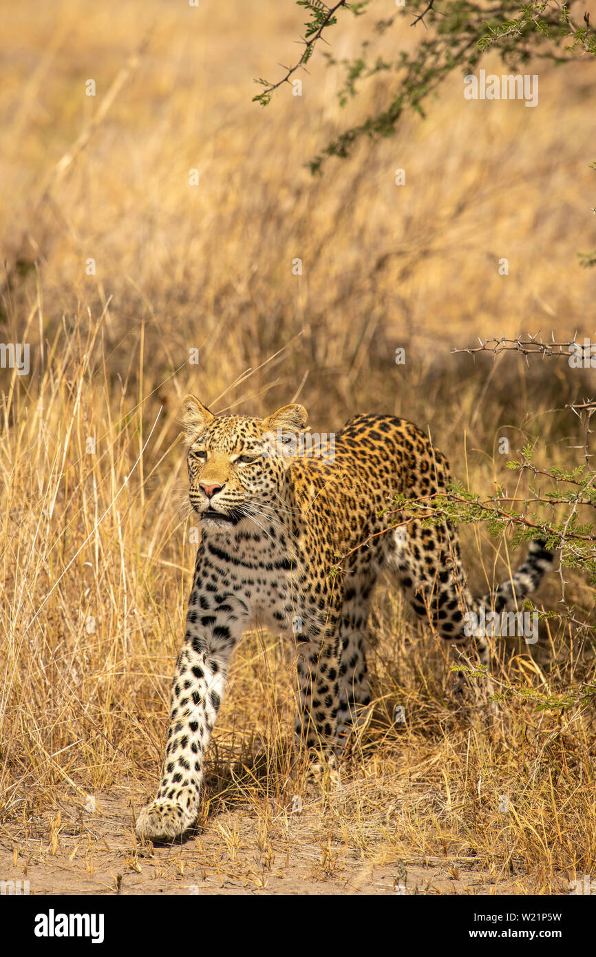 Young female leopard hunting and catching a banded mongoose Mungos ...