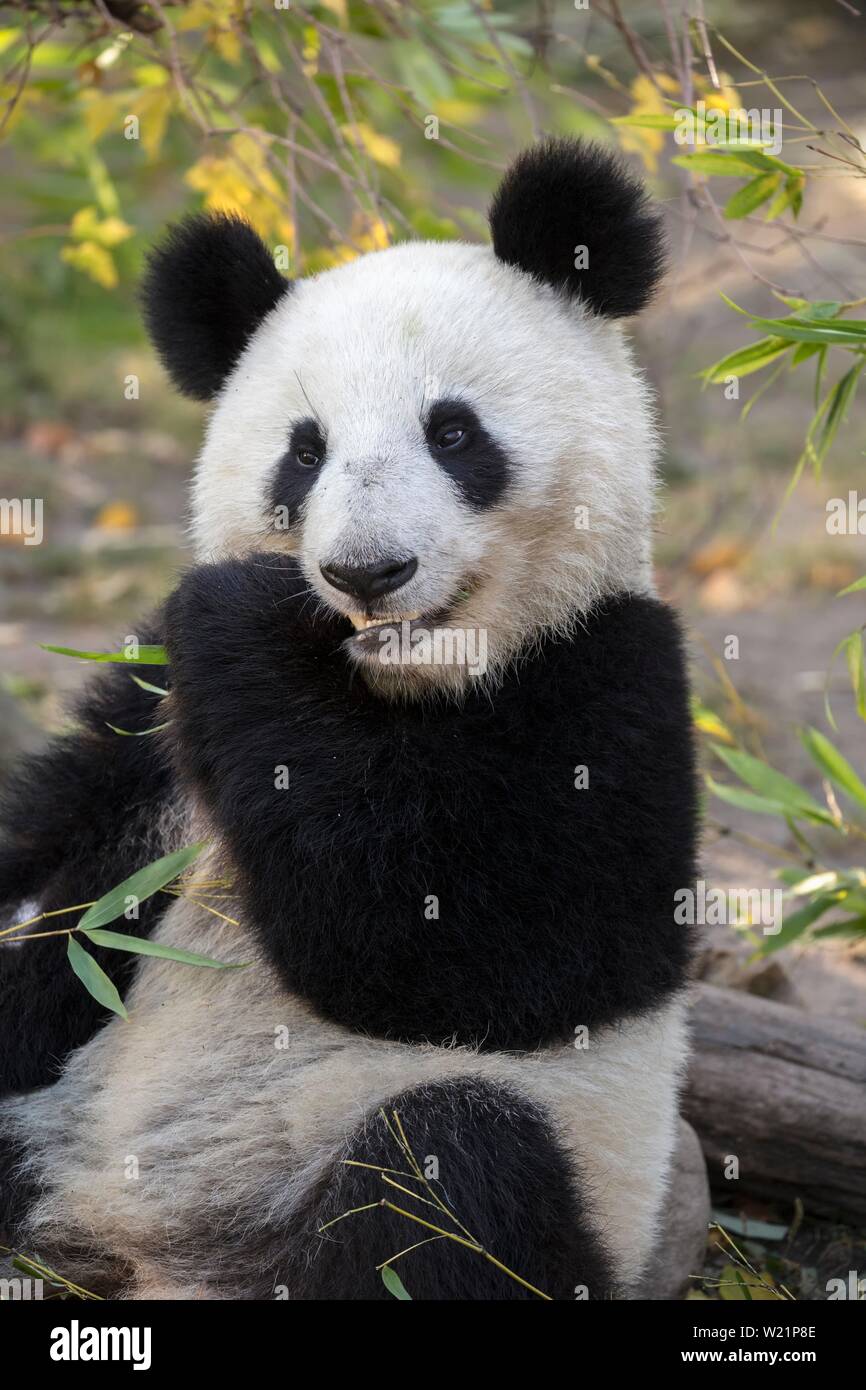 Panda (Ailuropoda melanoleuca), captive, young animal eats bamboo ...