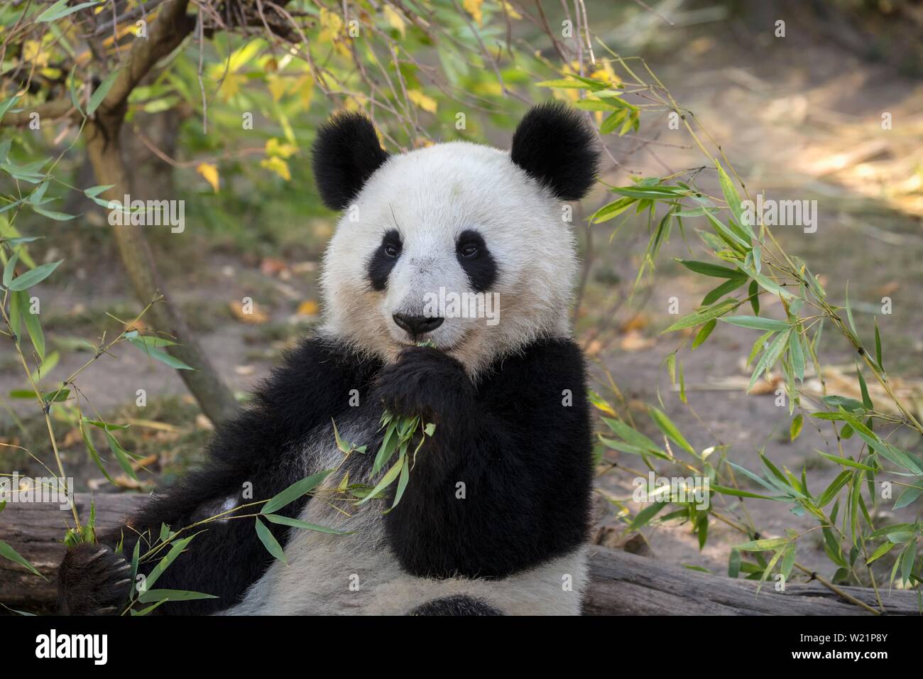 Panda (Ailuropoda melanoleuca), captive, young animal eats bamboo ...