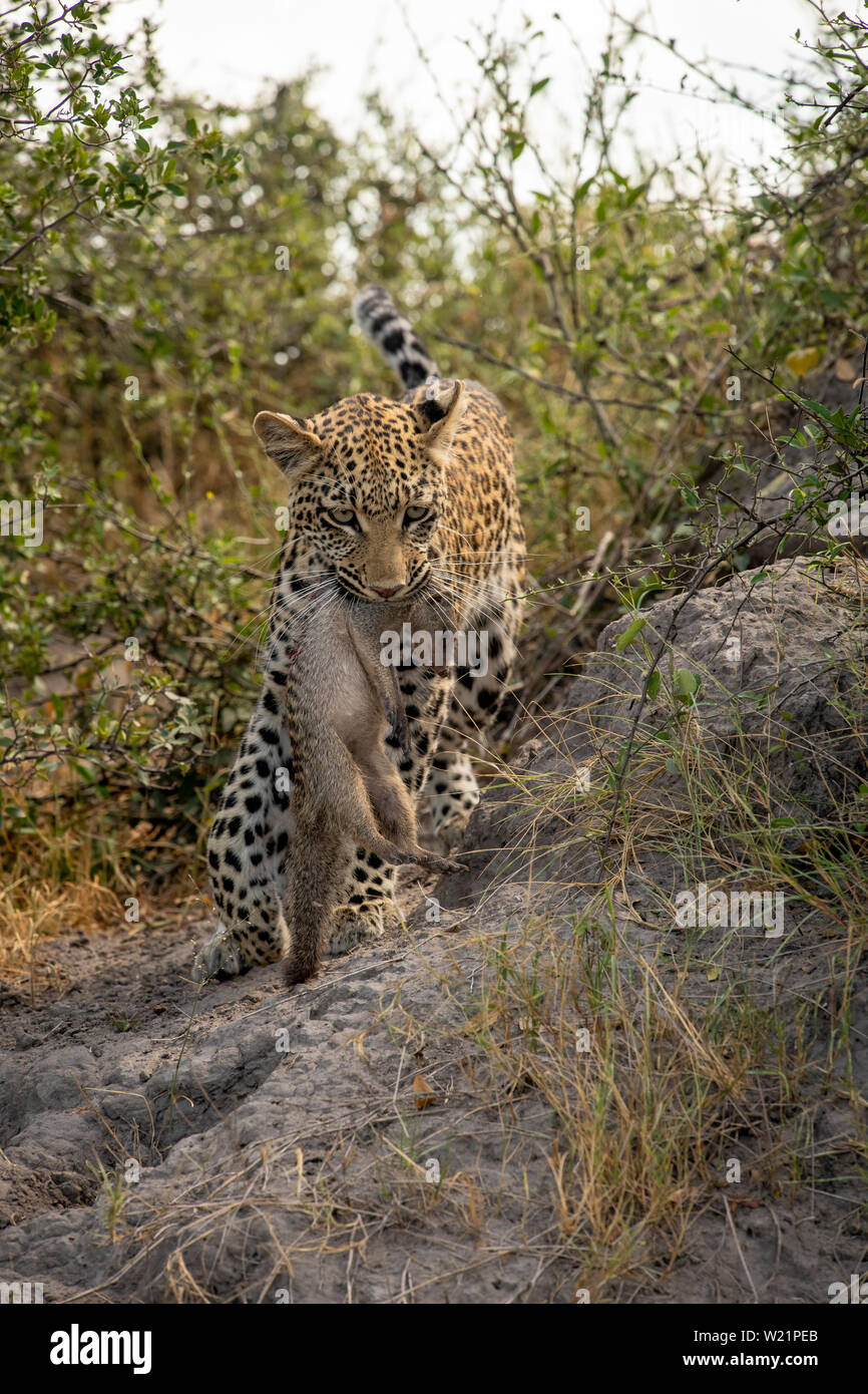 Young female leopard hunting and catching a banded mongoose Mungos ...