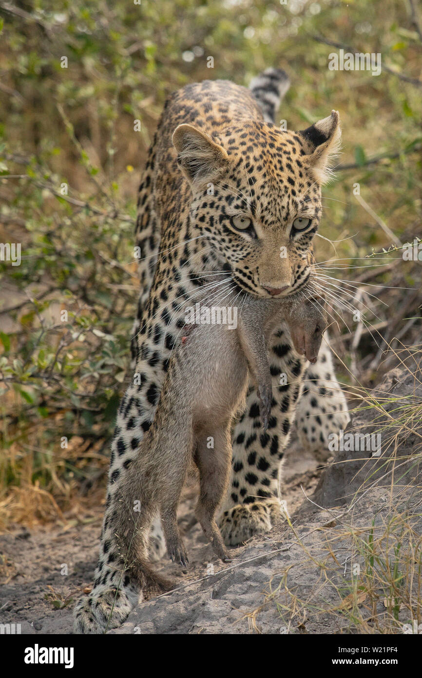 Leopard cub kills mongoose hi-res stock photography and images - Alamy